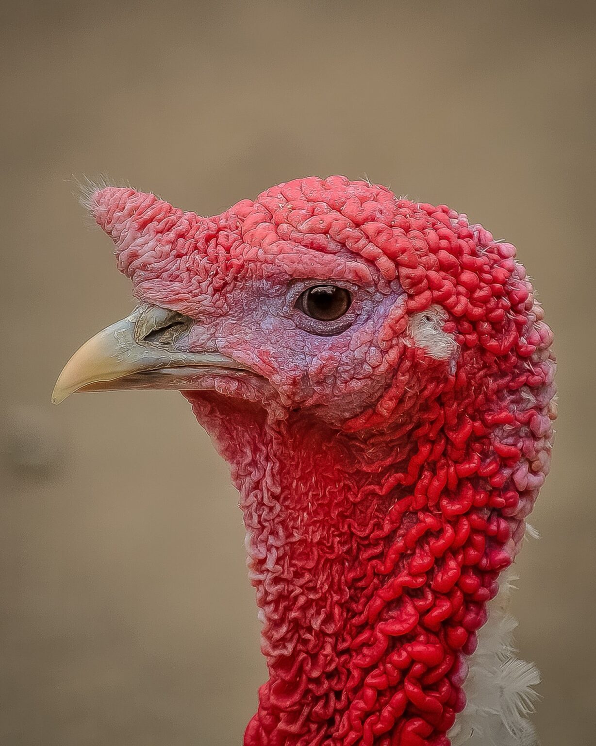 why-is-turkey-called-turkey-facts-about-the-origin-wilstar